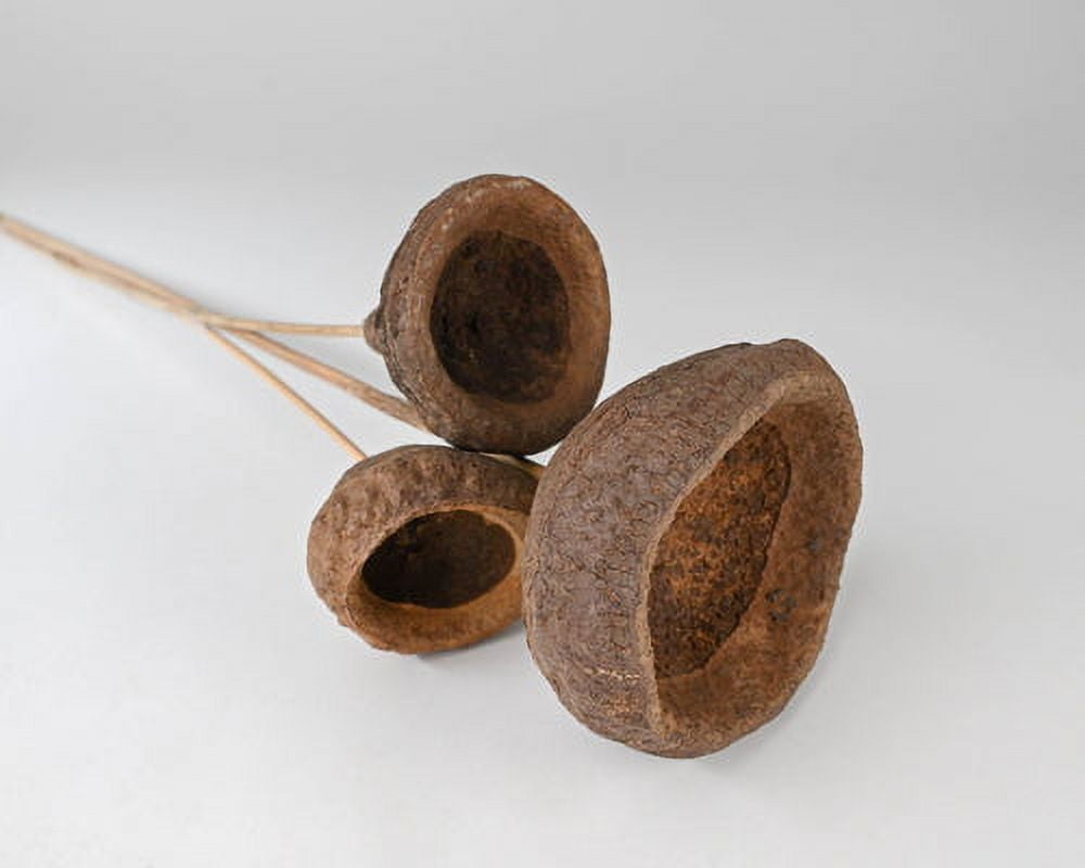 18 Bunches - Natural Dried Monkey Pods On Stem for Season, Holiday and ...