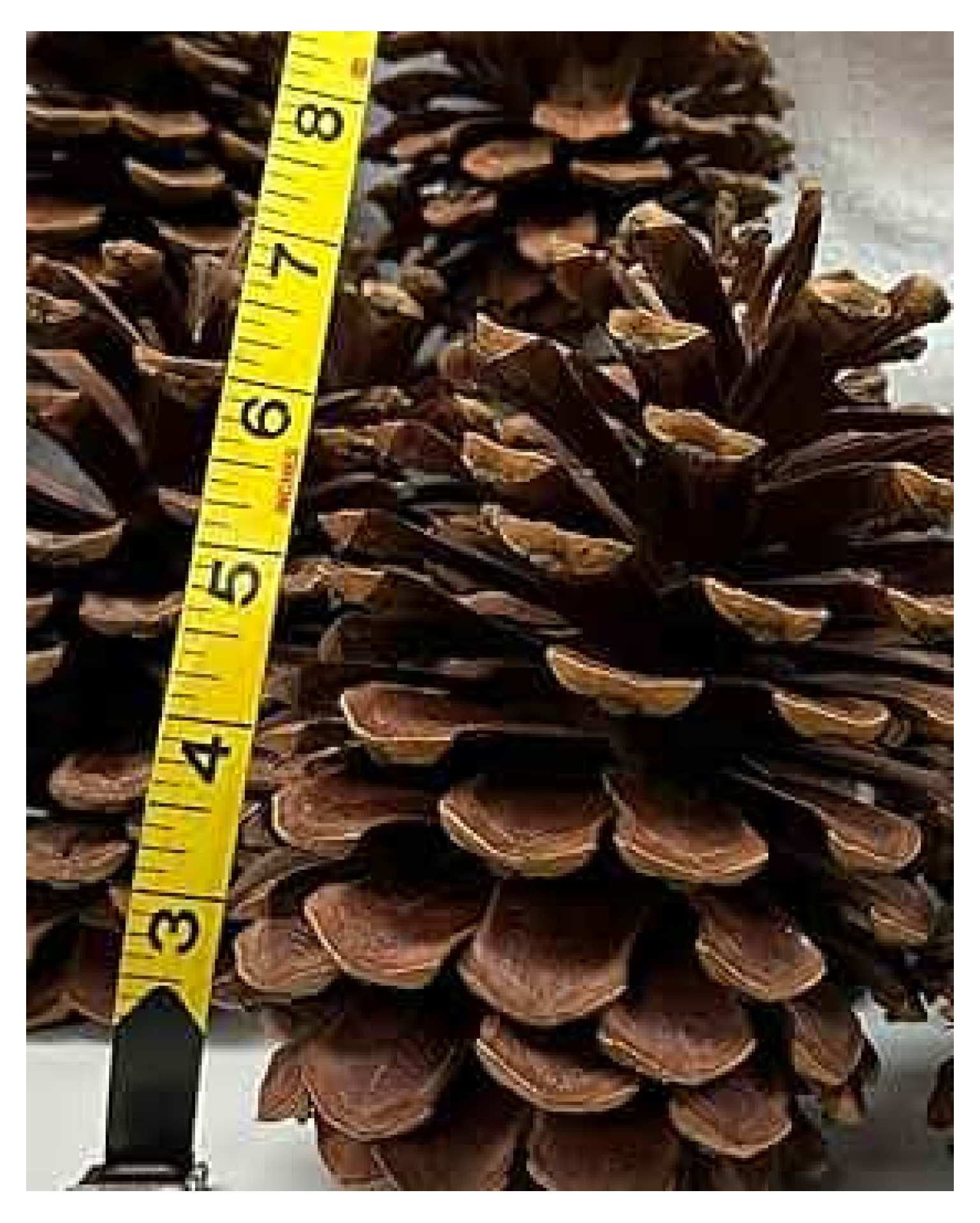 18-Count Extra-Large (5 to 7 inch) Longleaf Pine Cones for Decorating ...