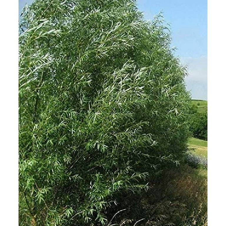 Hybrid Willow Privacy Trees Fast Growing 18 Hybrid Willow Trees - Fast ...