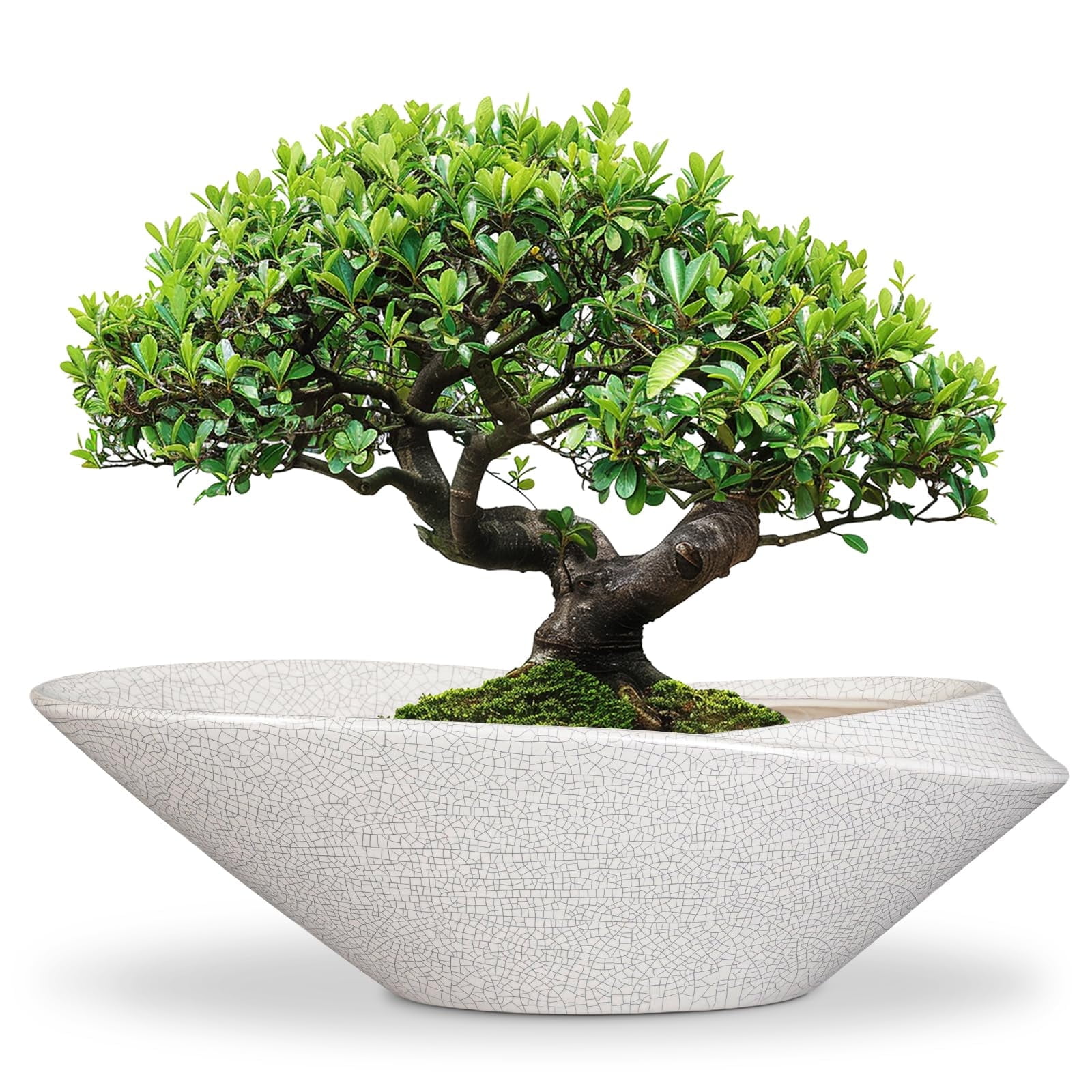 18 Inch White-Black Wide Ceramic Planter - EPFamily Japanese Rectangle ...
