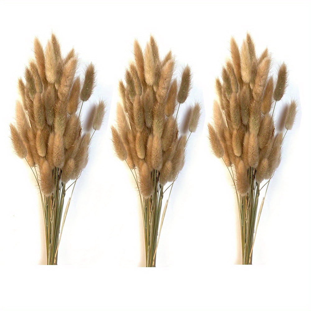 18''Natural Bunny Tails Dried Flowers, 100 Pcs Dried Lagurus Ovatus ...