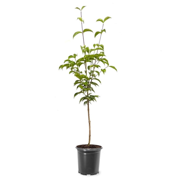Expert Gardener 1- 1.5 ft tall Cherokee Brave Dogwood Live Tree in 1 ...