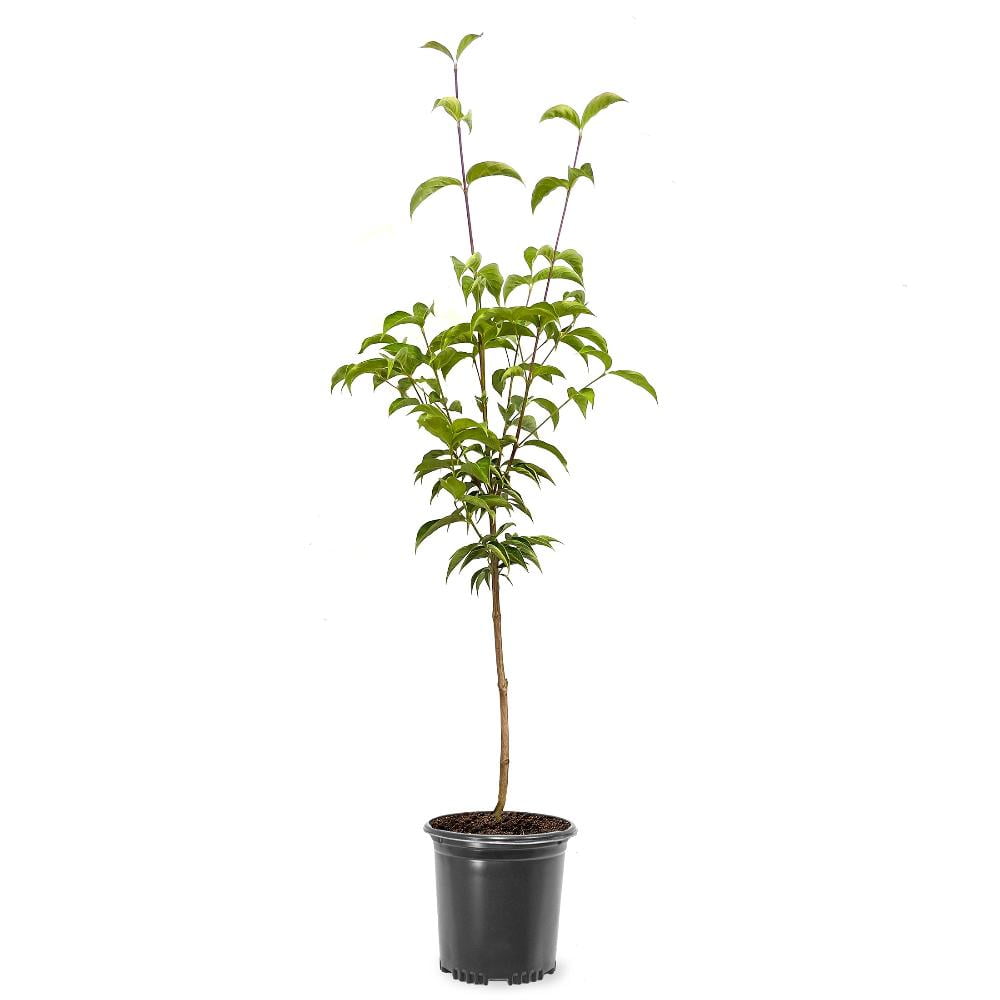 Expert Gardener 1-2 ft. tall Cherokee Princess Dogwood Live Tree in 1 ...