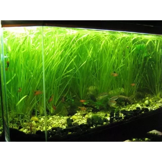 18 jungle vals Vallisneria Easy Aquarium Plant aquascaping planted tank ...
