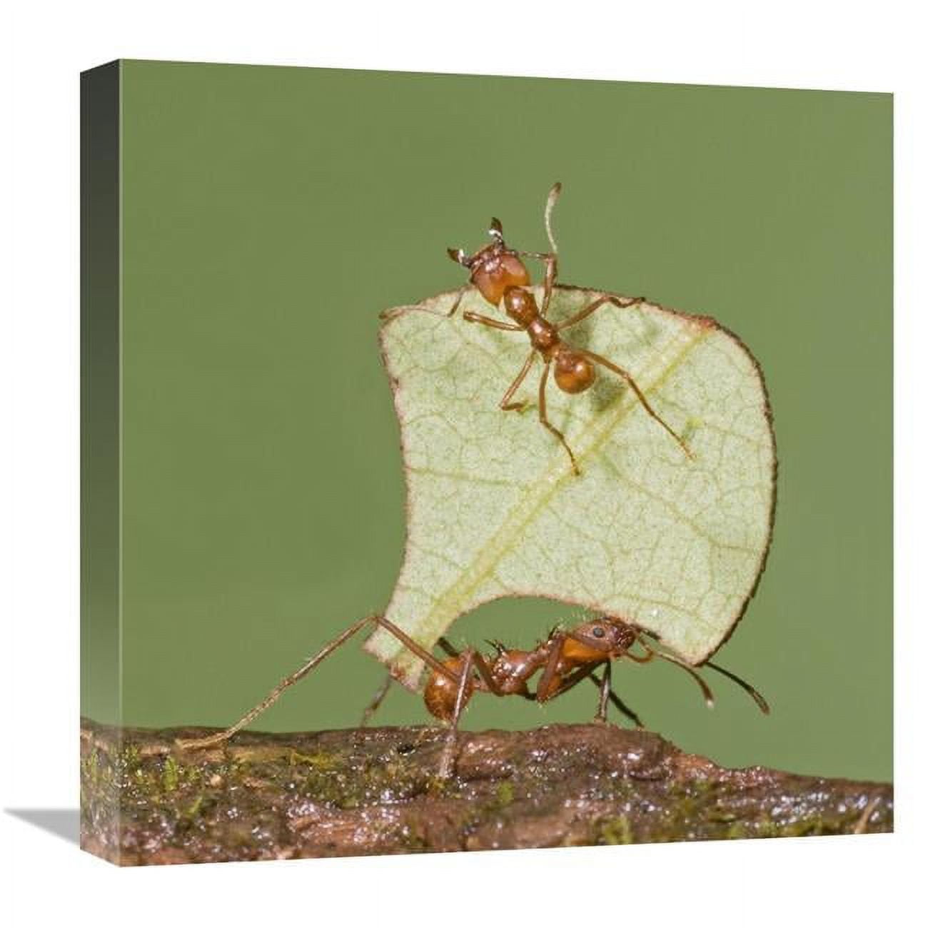 18 x 18 in. Leafcutter Ant Carrying Leaf with Guard Protecting Worker ...