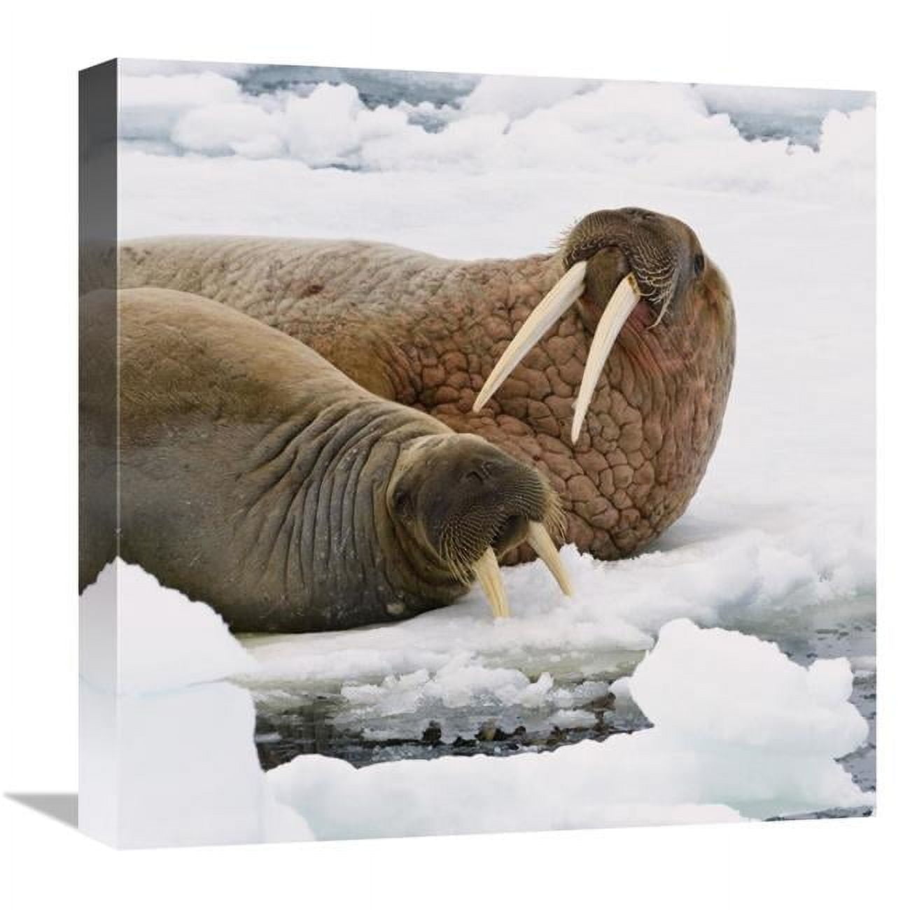 18 x 18 in. Walrus Male & Female on Ice Floe, Svalbard, Norway Art ...