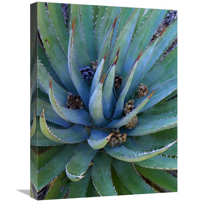 18 x 24 in. Agave Plants with Pine Cones, North America Art Print - Tim ...