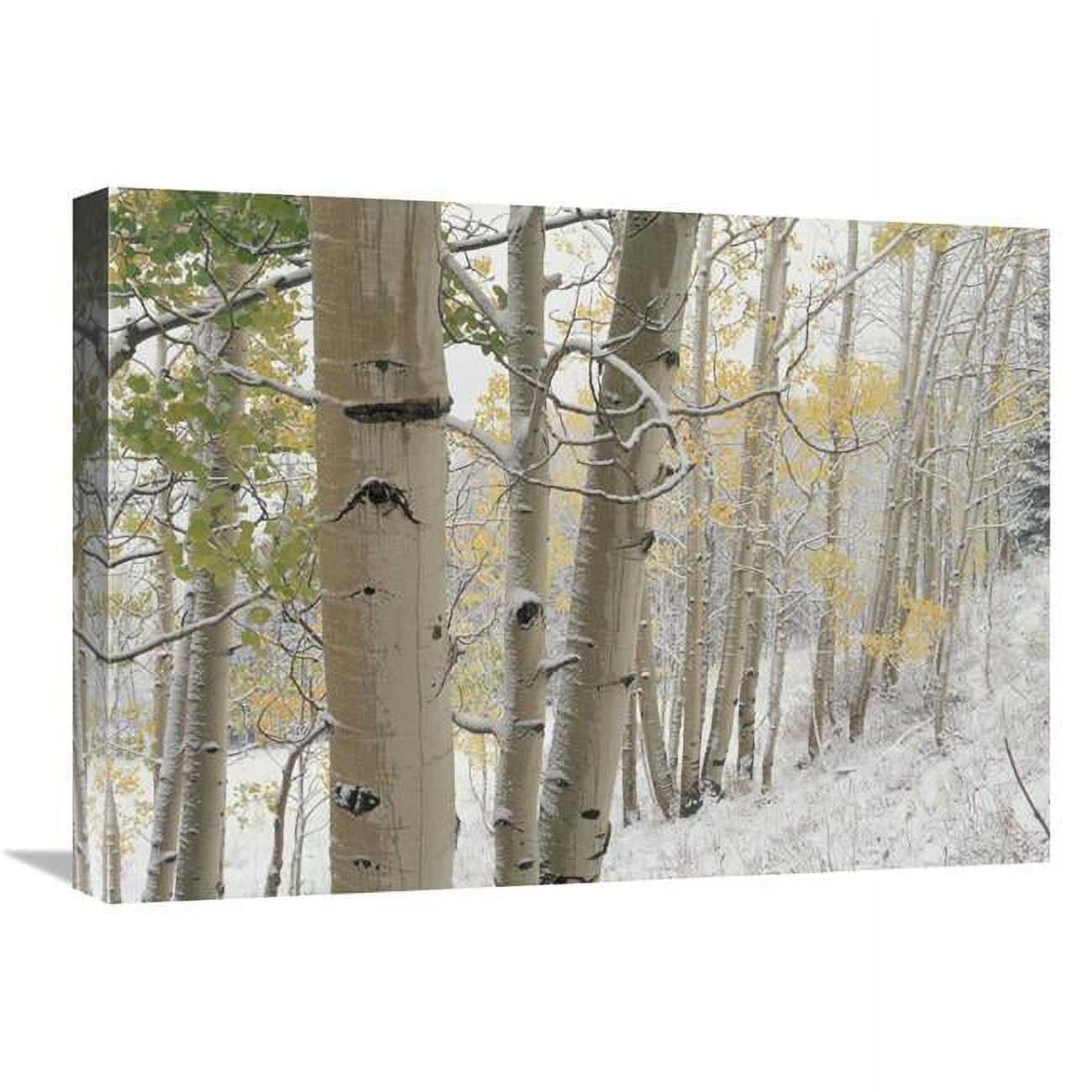 18 x 24 in. Aspens with Snow, Gunnison National Forest, Colorado Art ...