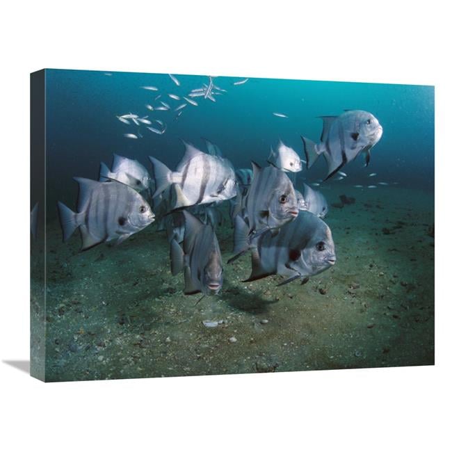 18 x 24 in. Atlantic Spadefish School, Grays Reef Nms, Georgia Art ...