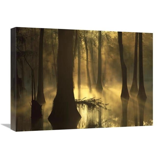 18 x 24 in. Bald Cypress Grove in Freshwater Swamp at Dawn, Lake Fausse ...