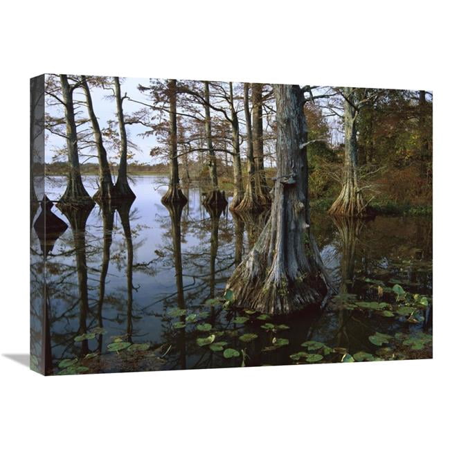 18 x 24 in. Bald Cypress at Upper Blue Basin, Reelfoot National ...