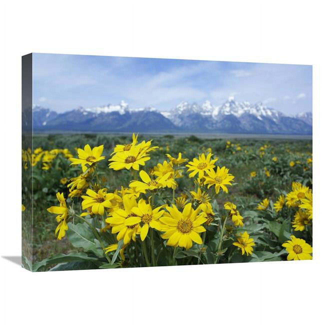 18 x 24 in. Balsamroot Sunflower Patch, Grand Teton National Park ...
