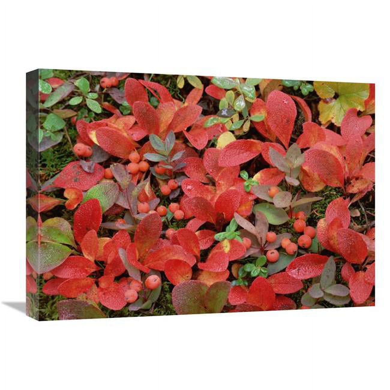 18 x 24 in. Bearberry on Forest Floor in Autumn, Yukon Territory ...