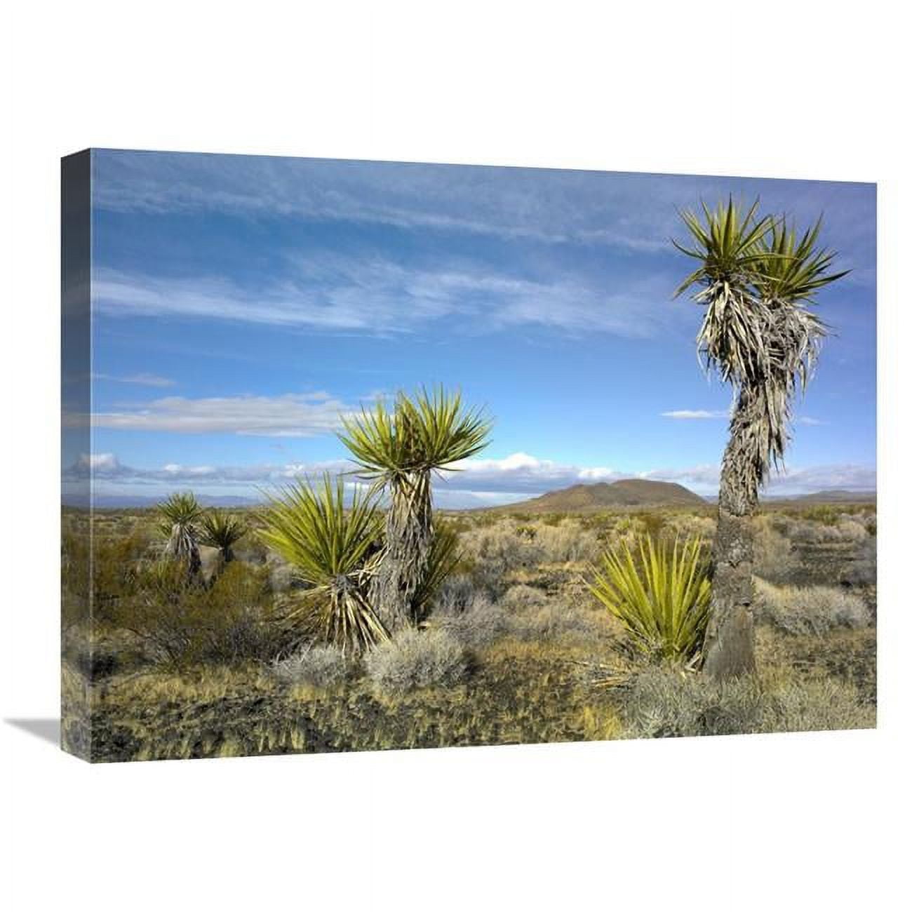 18 x 24 in. Cinder Cones, Joshua Tree & Other Desert Vegetation, Mojave ...