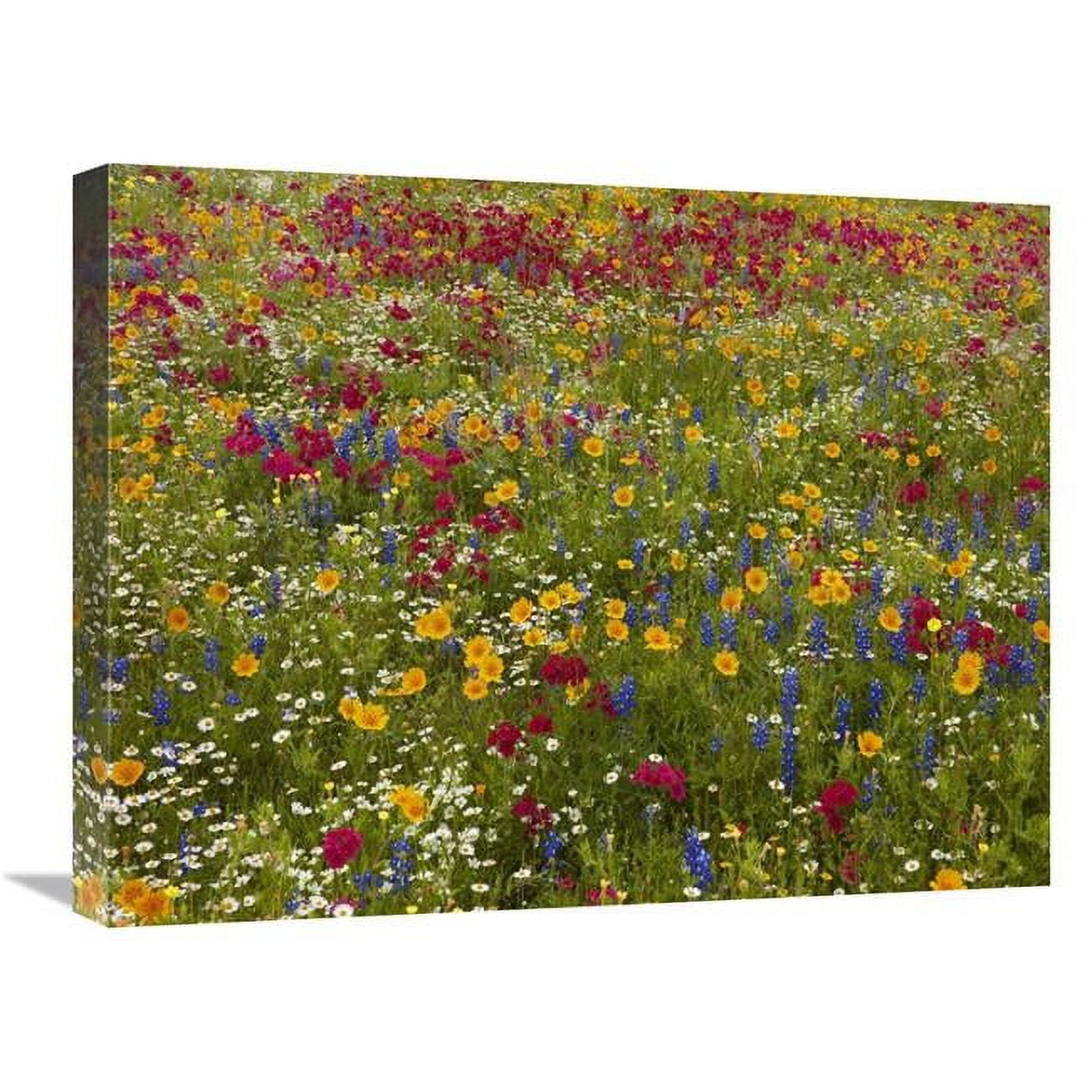 18 x 24 in. Drummonds Phlox Near Westhoff, Texas Art Print - Tim ...