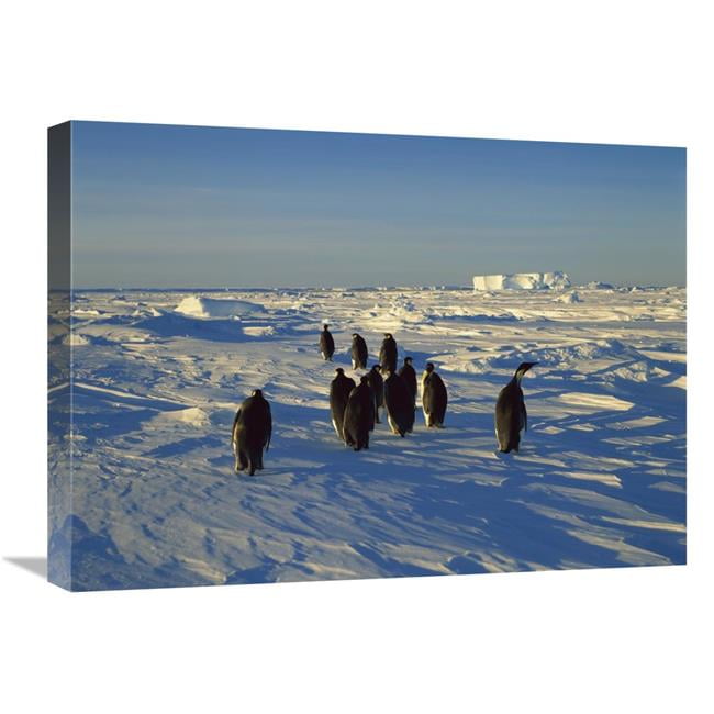 18 x 24 in. Emperor Penguin Group Walking on Ice, Antarctica Art Print ...