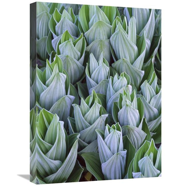 18 x 24 in. False Hellebore with Frost, Gothic, Colorado Art Print ...