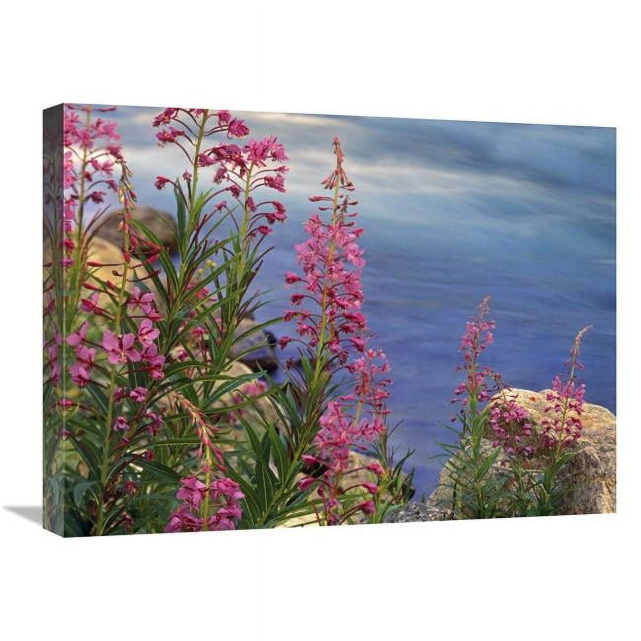 18 x 24 in. Fireweed Against Flowing Stream, North America Art Print ...