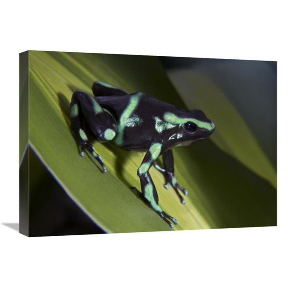 18 x 24 in. Green & Black Poison Dart Frog Portrait, Costa Rica Art ...