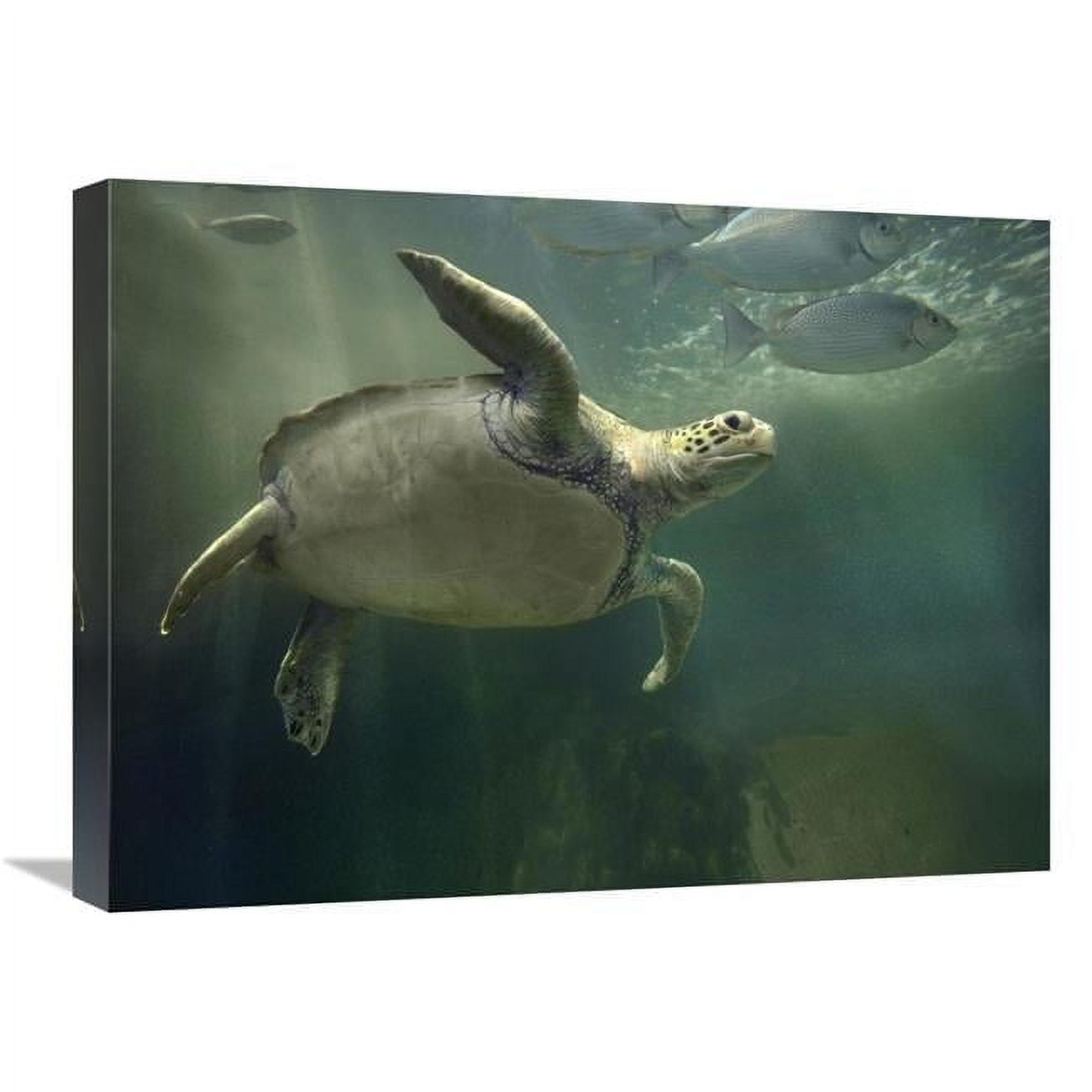 18 x 24 in. Green Sea Turtle & Fish, Sabah, Malaysia Art Print - Tim ...