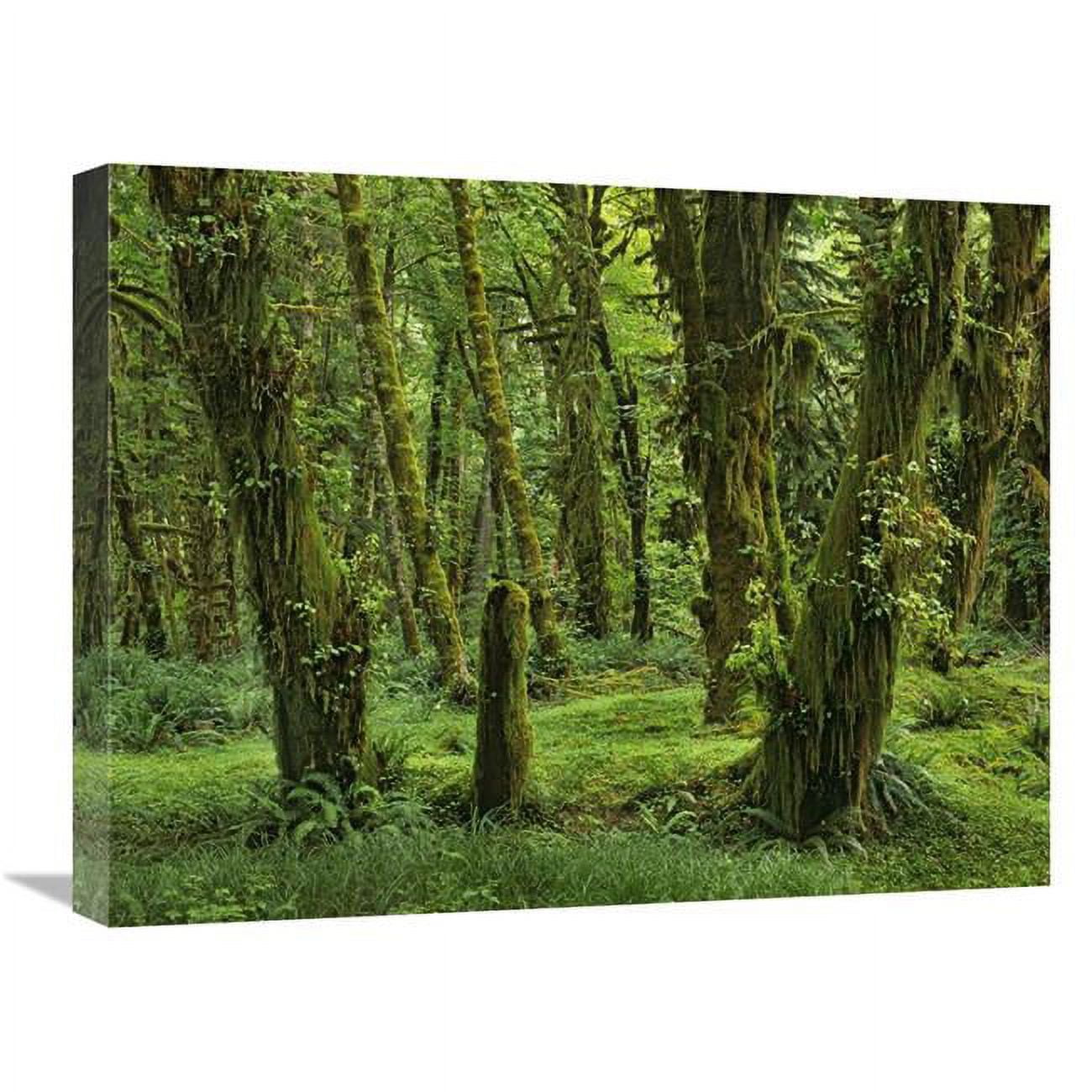 18 x 24 in. Hoh Rainforest, Olympic National Park, Washington Art Print ...