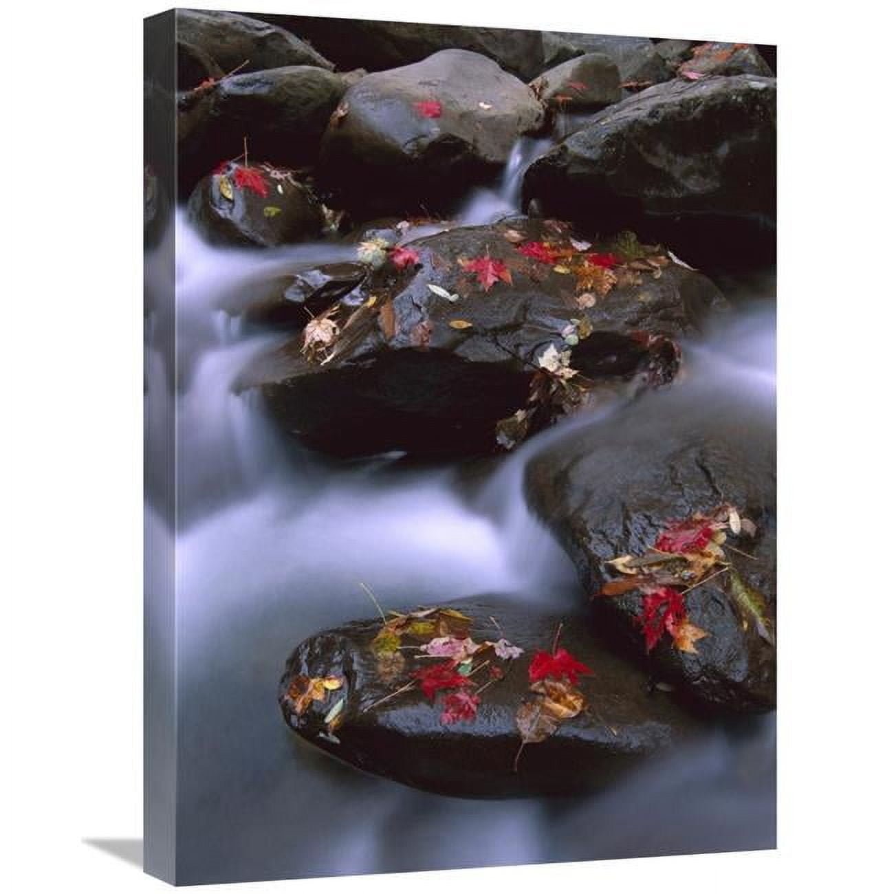 18 x 24 in. Little Pigeon River & Fall Maple Leaves, Great Smoky ...