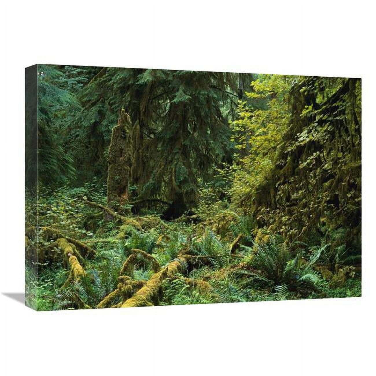 18 x 24 in. Lush Vegetation in the Hoh Rain Forest, Olympic National ...