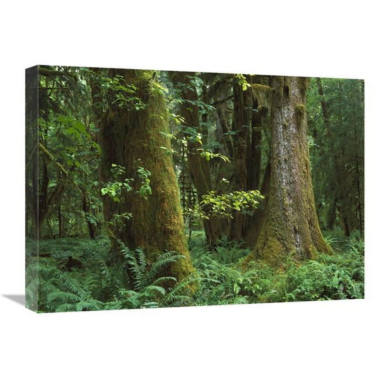 18 x 24 in. Moss-Covered Trees & Dense Undergrowth in the Hoh Temperate ...