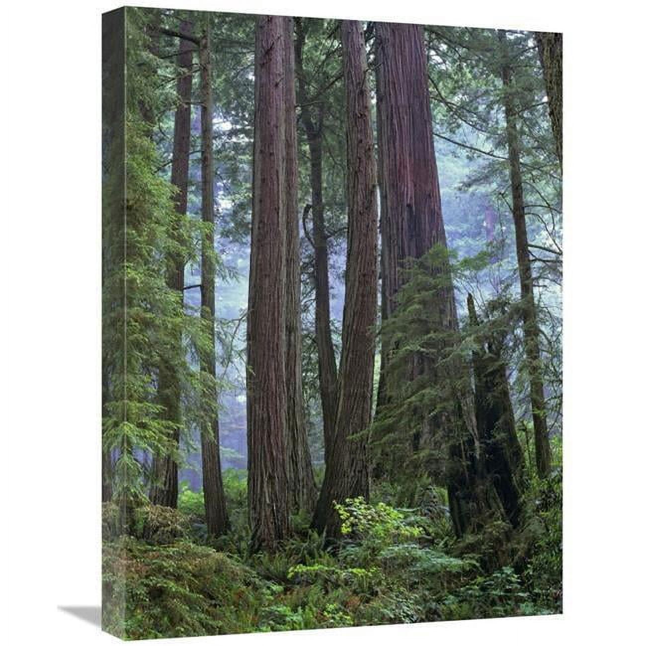 18 x 24 in. Old Growth Forest of Coast Redwood Stand Del Norte Coast ...