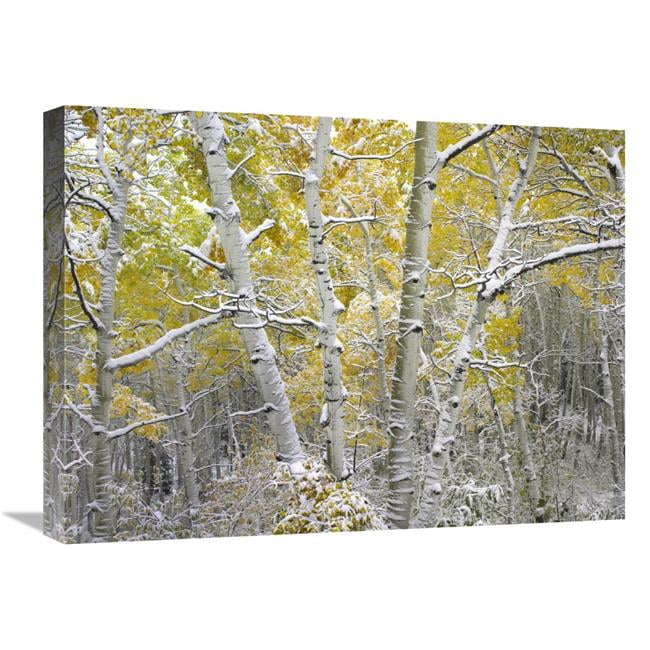 18 x 24 in. Quaking Aspens Near Kebbler Pass, Gunnison National Forest ...