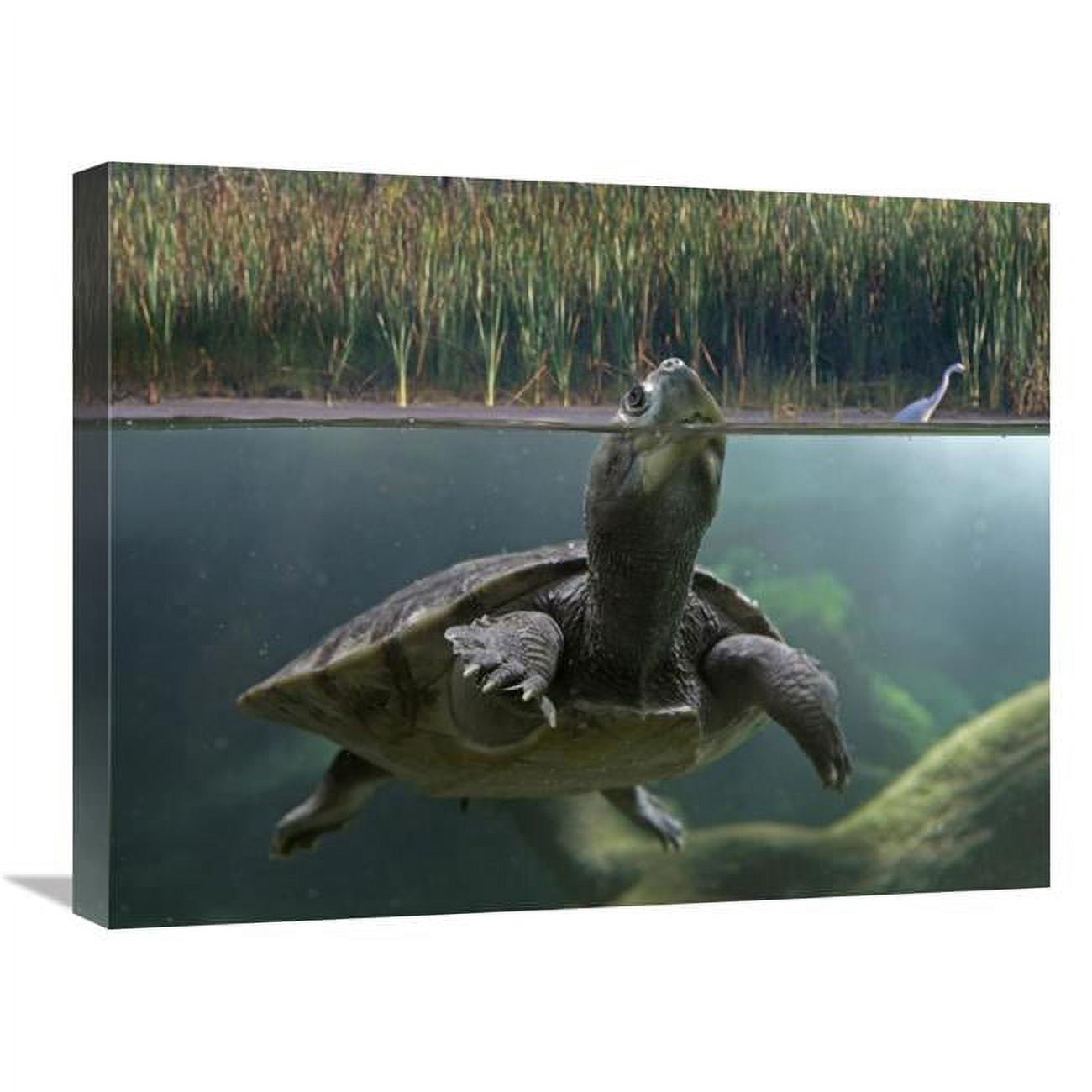 18 x 24 in. Turtle Breathing at Surface, Jurong Bird Park, Singapore ...