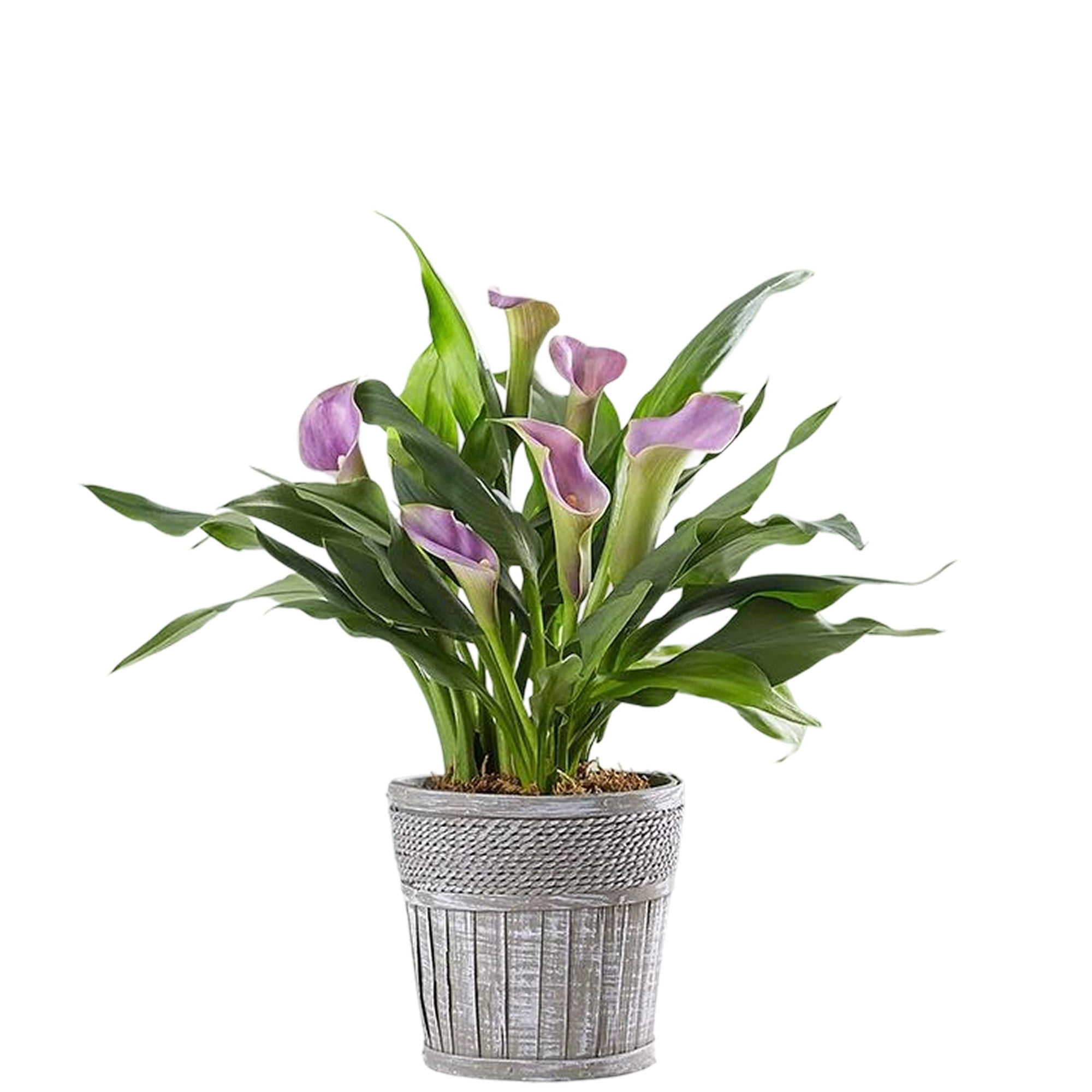 1800 Flowers - Elegant Calla Lily Purple Small | Plant Delivery | Ideal ...