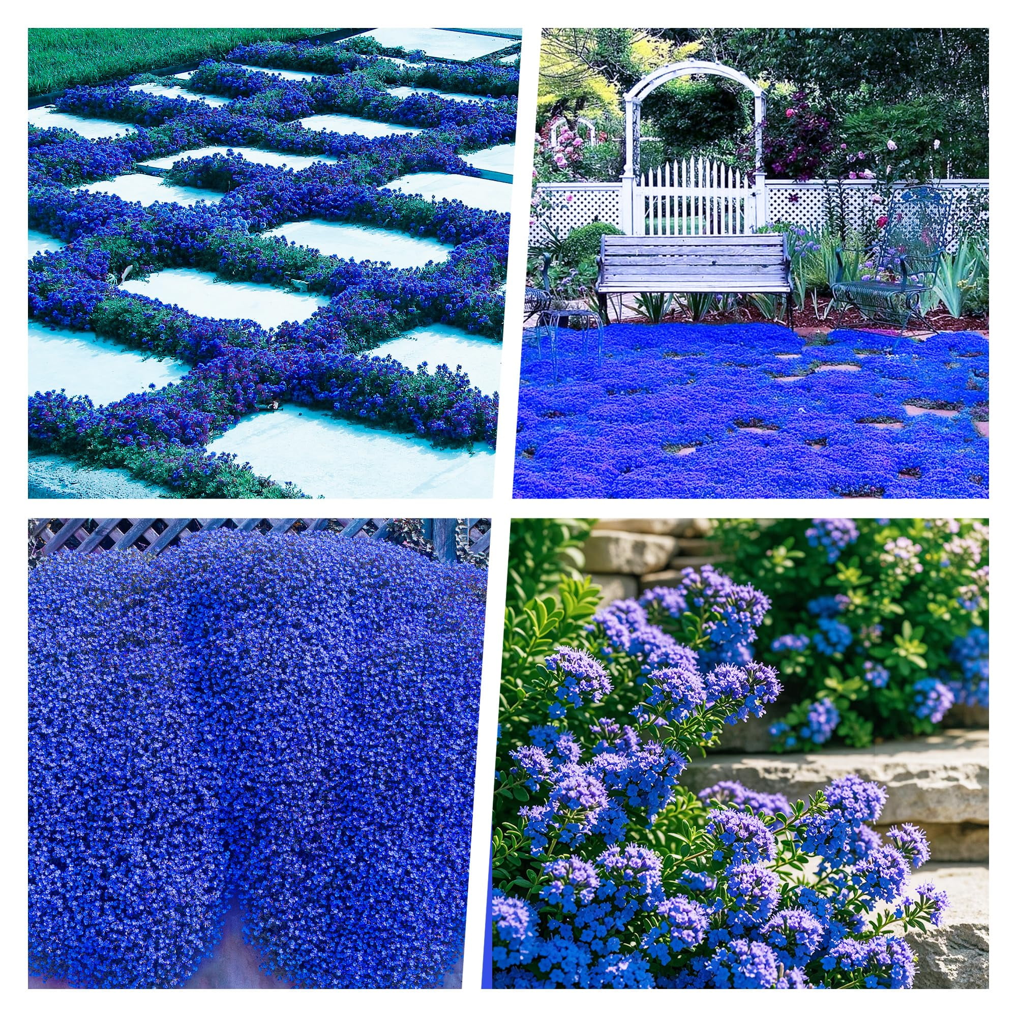 18000+ Creeping Thyme Seeds for Planting MVR1 -Perennial Ground Cover Plants Flowers Non-GMO ...