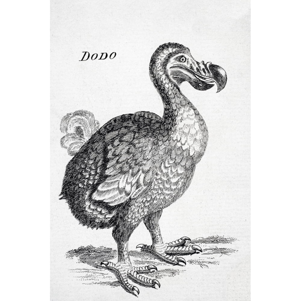 18Th Century Drawing Of The Now Extinct Dodo Bird Of Mauritius Raphus ...