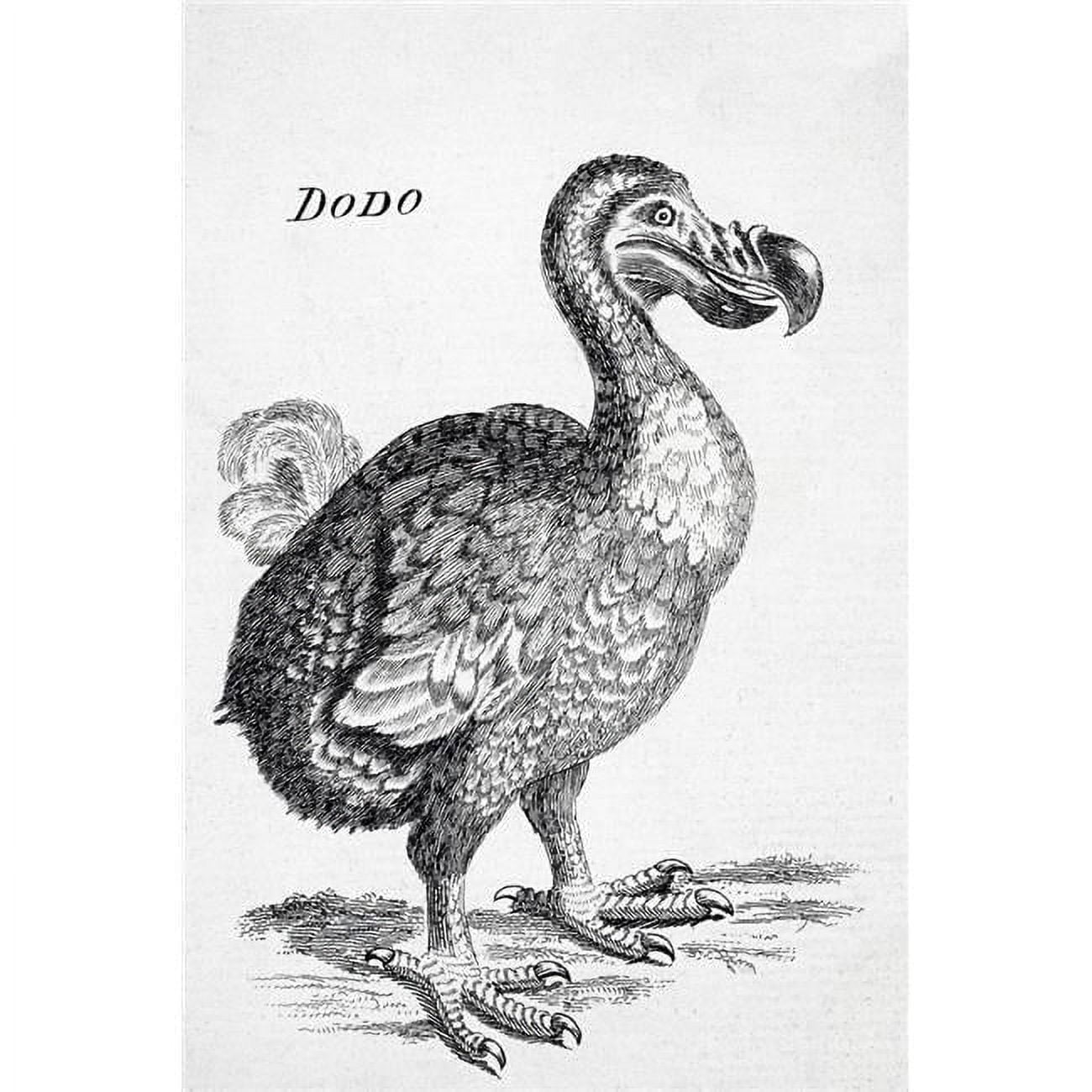 18Th Century Drawing Of The Now Extinct Dodo Bird Of Mauritius Raphus ...
