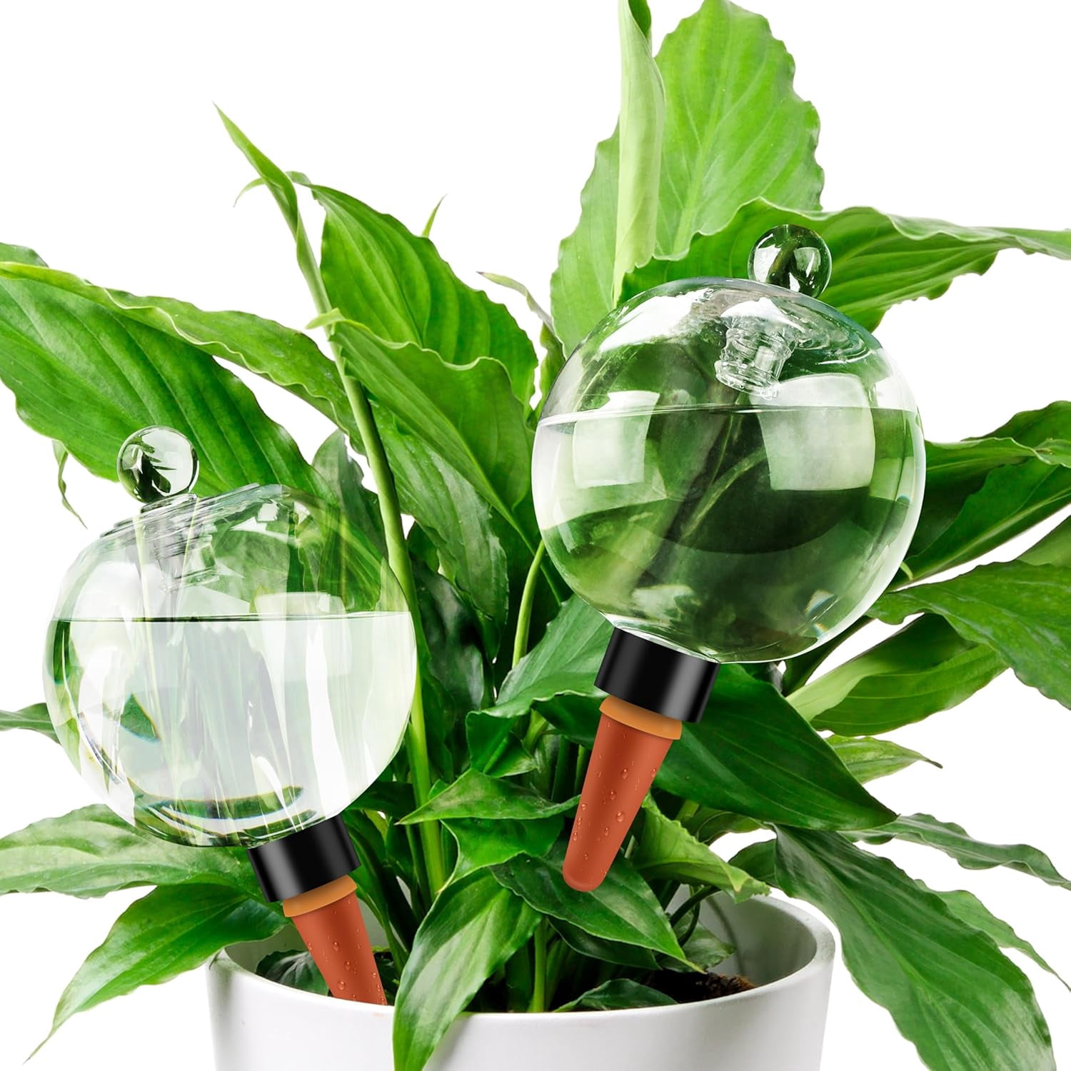 19 oz Extra Large Plant Self Watering Globes Top Fill, Plastic Water ...