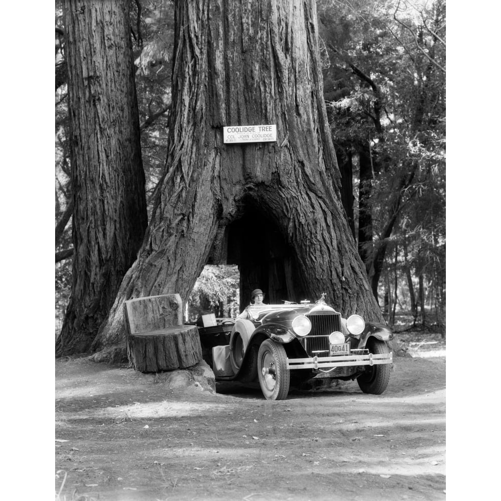 1930s Woman Driving Convertible Car Through Opening In Giant Sequoia ...