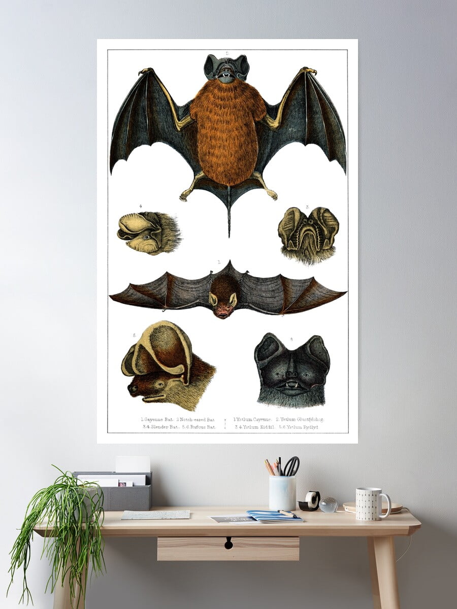 19Th C. Bat Species Poster Wall Art, Modern Wall Decor For Living Room ...