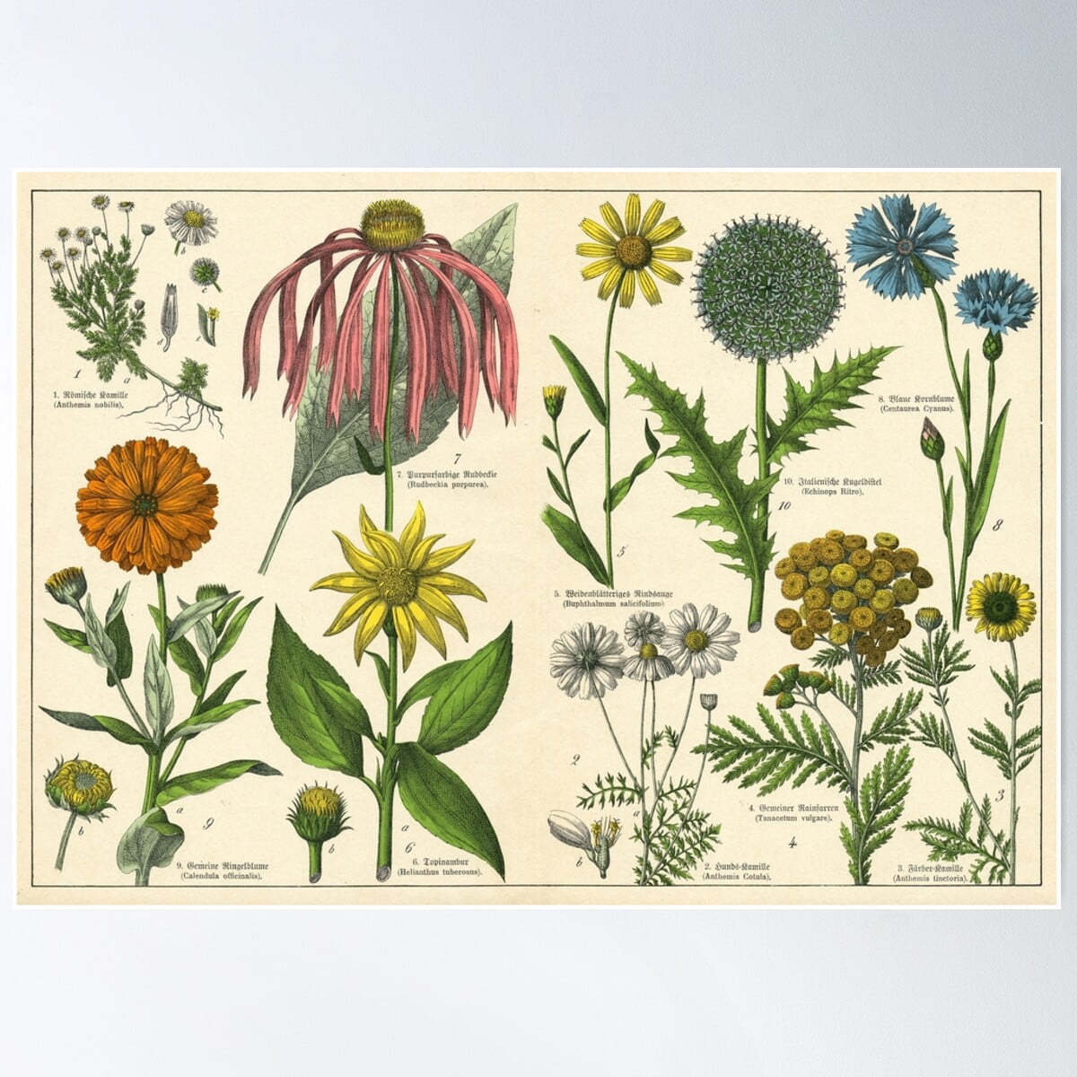 19Th Century Vintage Illustrated Poster Of Flowers Poster Wall Art ...