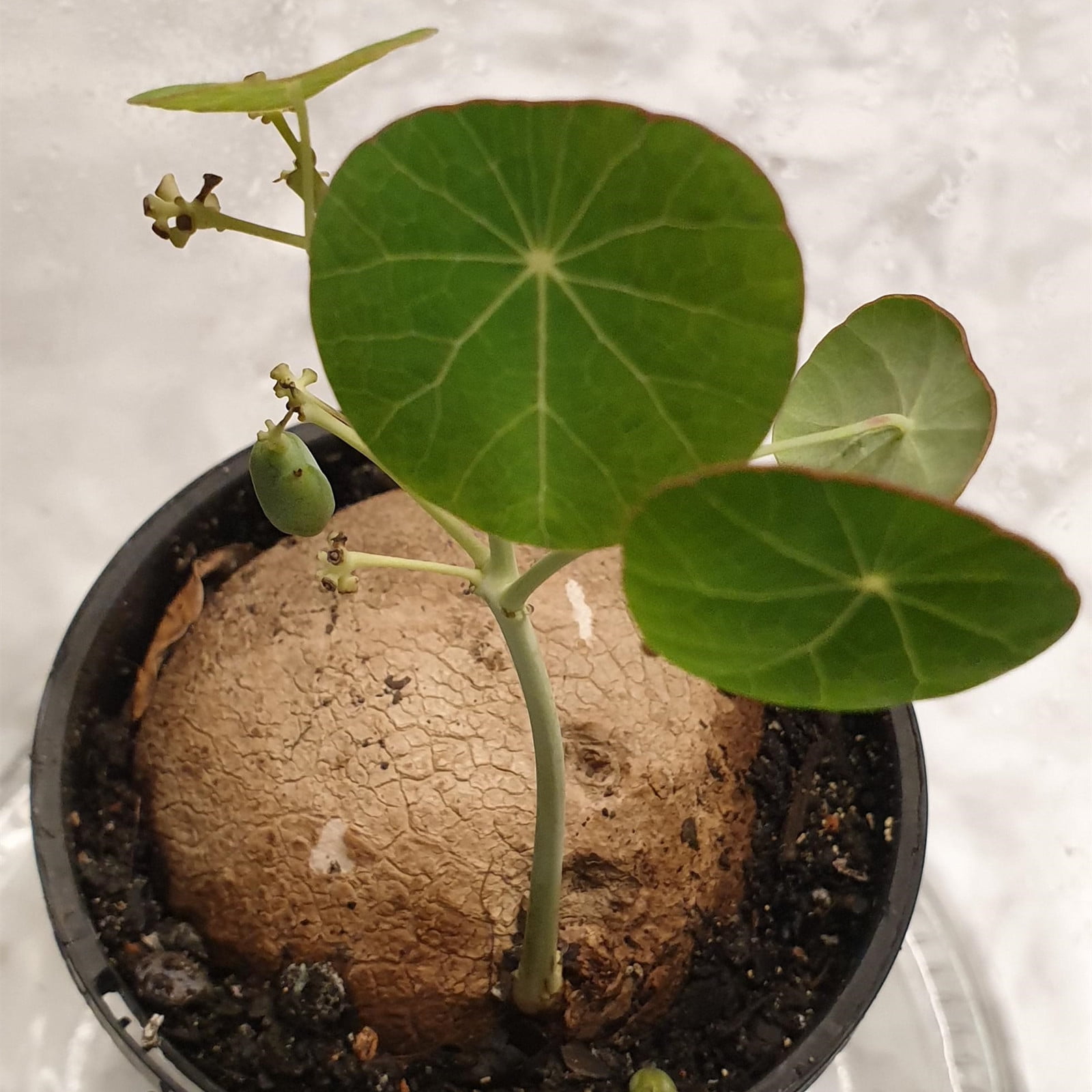 1Bulb Stephania Planting , Stephania erecta bulb, Professional Plantin ...