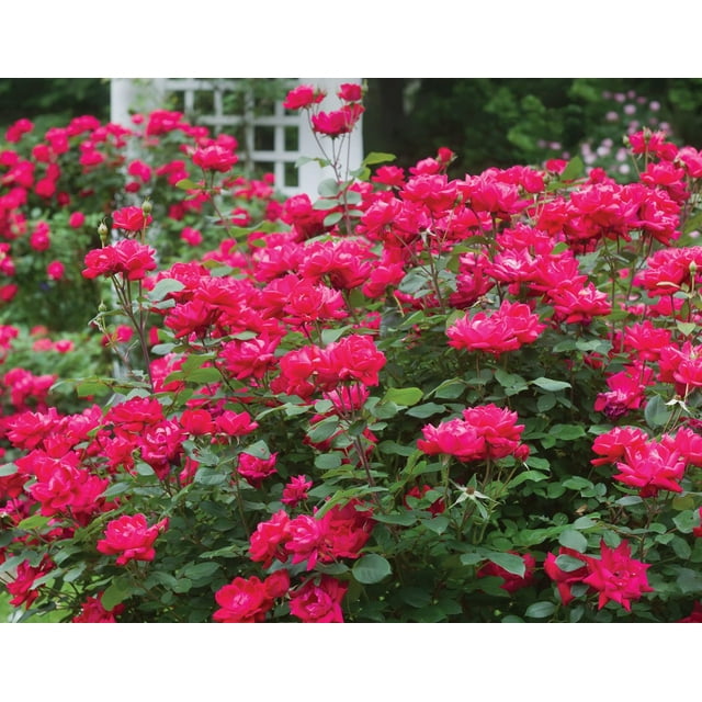 1G Double Knock Out® Rose Red Live Shrubs Full Sun - Walmart.com