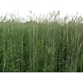 Discount Lawn Care Winter Rye Seed 1 LB Plant Seeds - Walmart.com