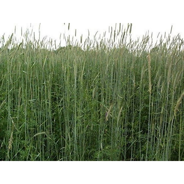 Discount Lawn Care Winter Rye Seed 1 LB Plant Seeds - Walmart.com