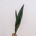 1Pc Artificial Tiger- Piran Faux- Snake Plant Real- Touch Tiger- Piran ...