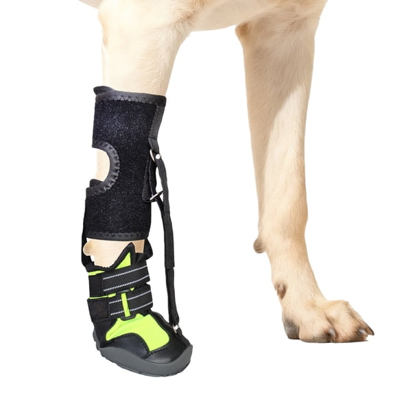 1Pc Drops Foot Brace with Reel for Dog with Feet Issue and Improving ...