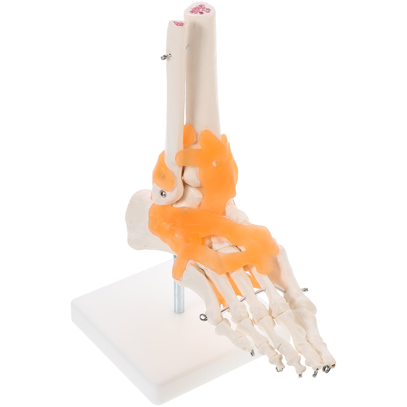1Pcs Foot Bone Model Multi-colored PVC Anatomy Model for Students and ...
