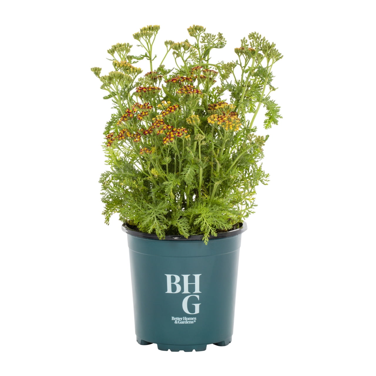 Better Homes & Gardens 1QT Milly Rock Red Achillea Perennial Plant Sun ...