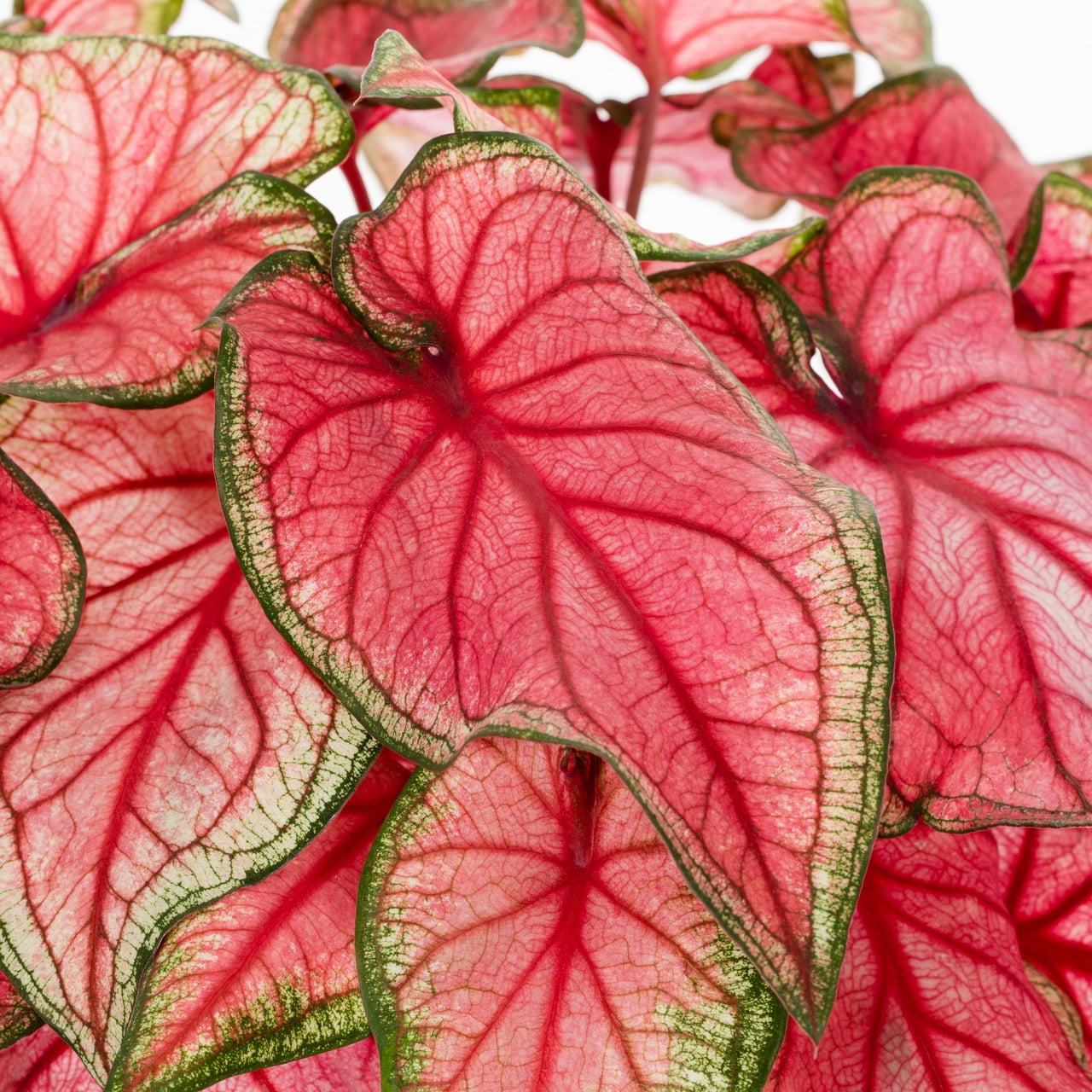 Better Homes & Gardens 3QT 1QT Red Caladium Foliage Annual Plant Sun ...