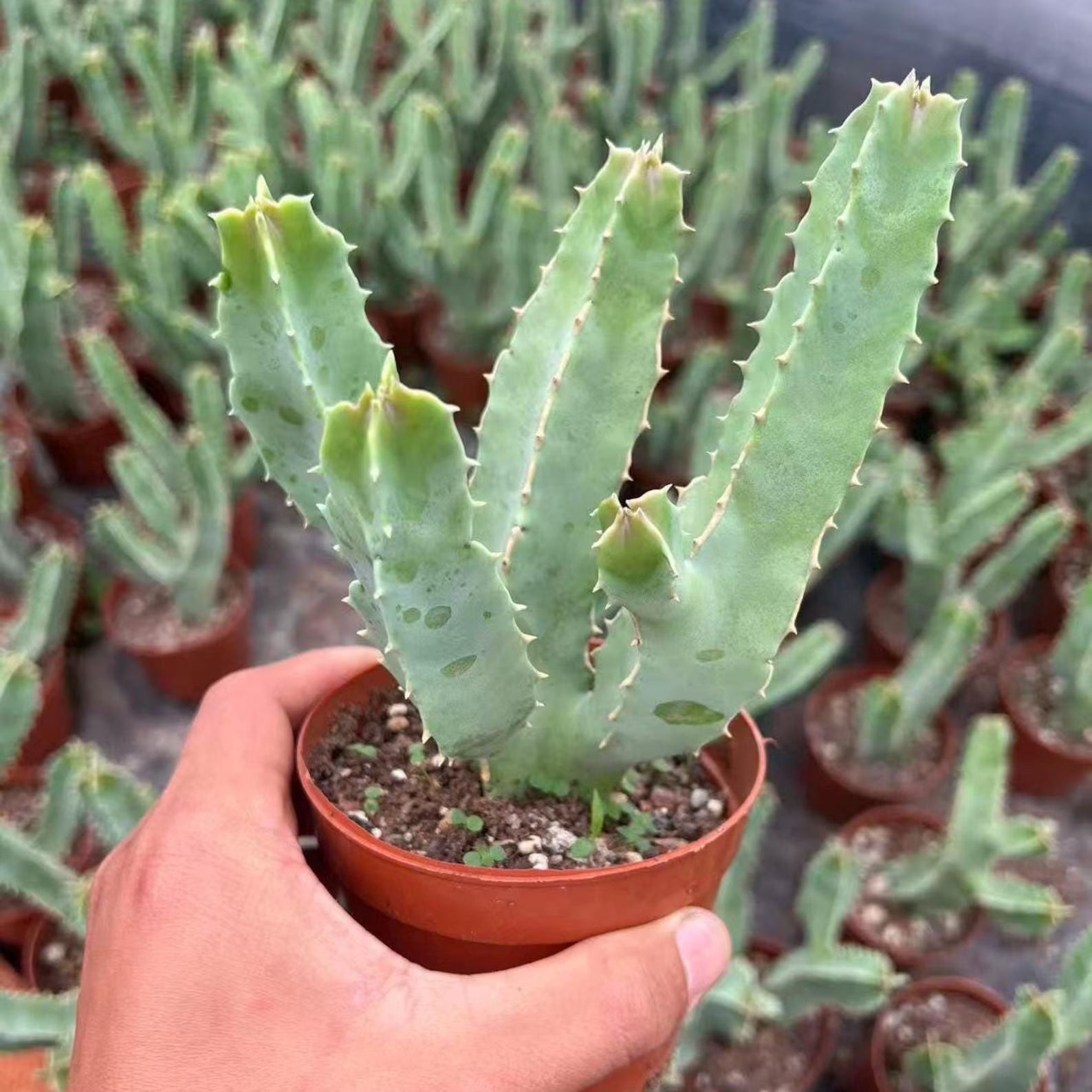 Rare Succulents - Caralluma Speciosa 8” - Walmart.com