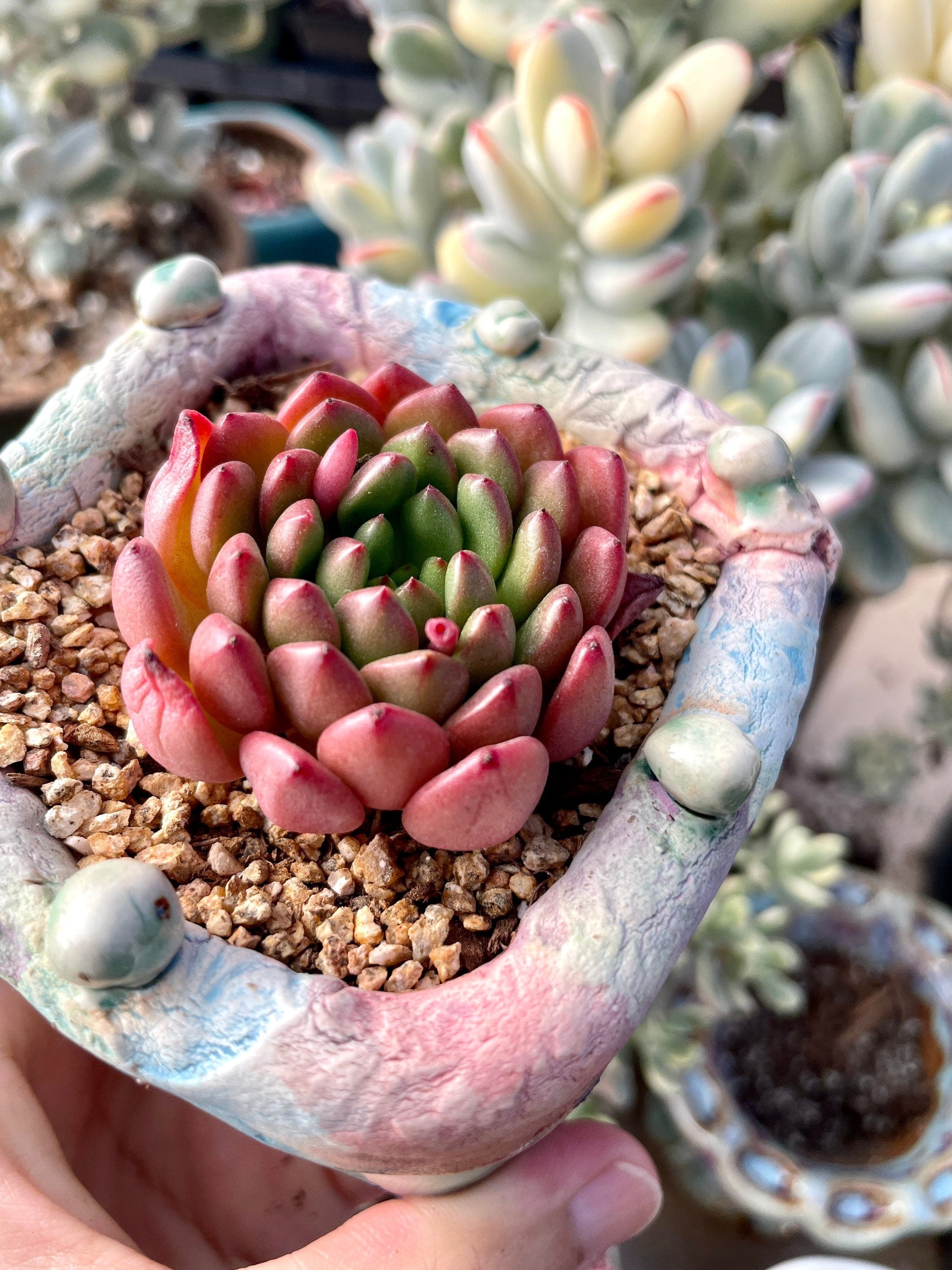 1am Succulents – Rare Sedeveria Pink Ruby Succulent – 2.5" – Beautiful ...